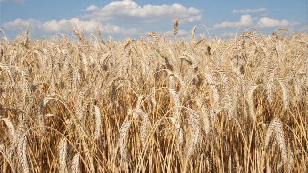 9 Impresionantes beneficios para la salud de la cebada