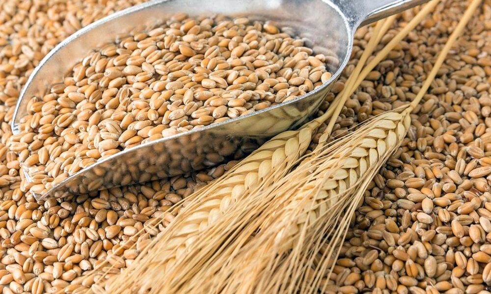 Trigo 101: Datos sobre nutrición y efectos en la salud